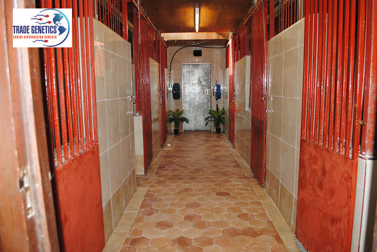 Dog Boarding Kennels Boarding Dog Kennels Near Me For Dogs UK EU Dog Boarding Kennels Boarding Dog Kennels Near Me For Dogs UK EU
